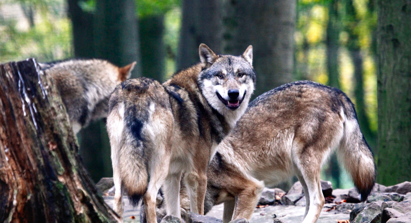 Naturpark Dübener Heide