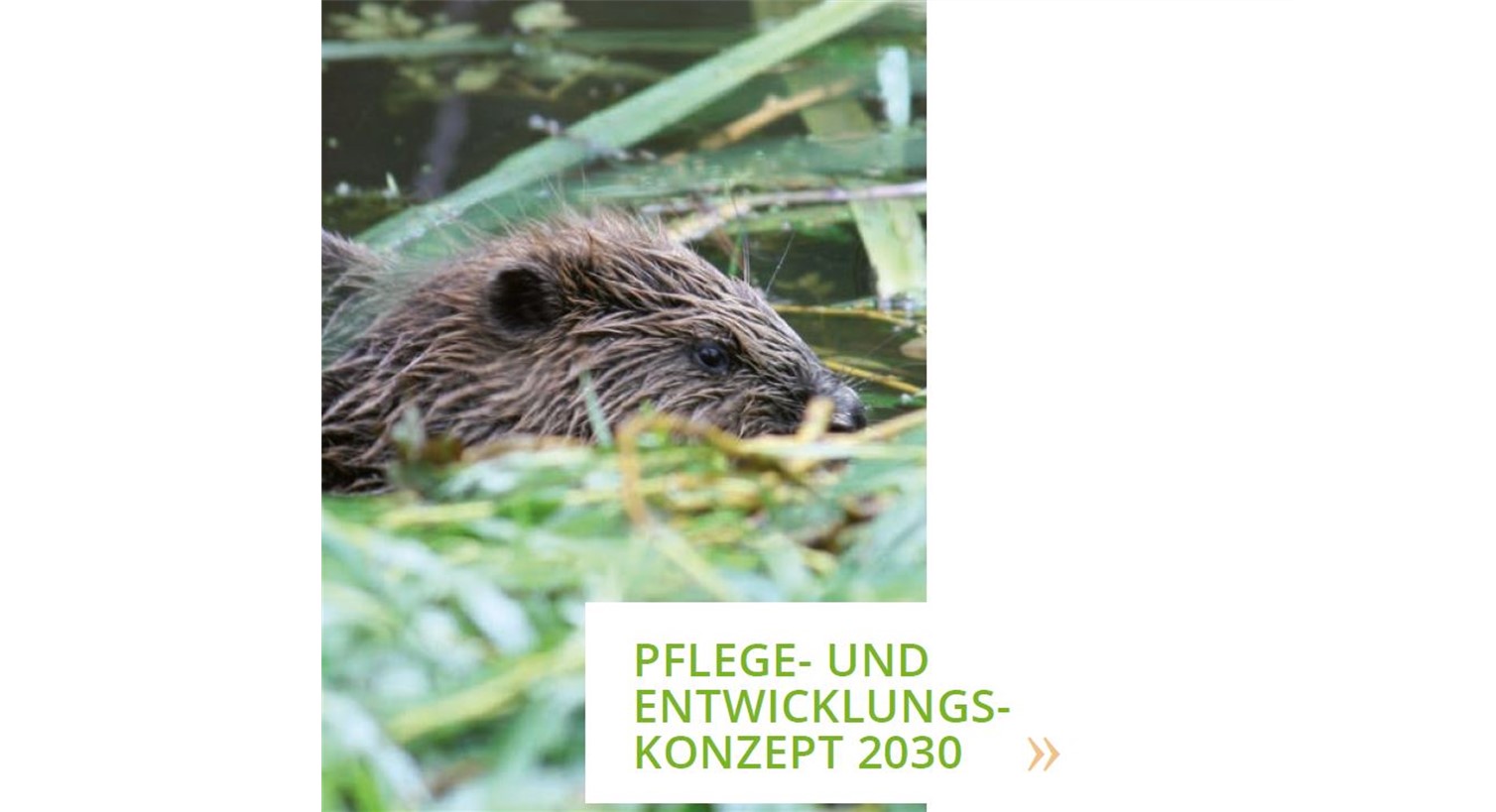 Naturpark Dübener Heide